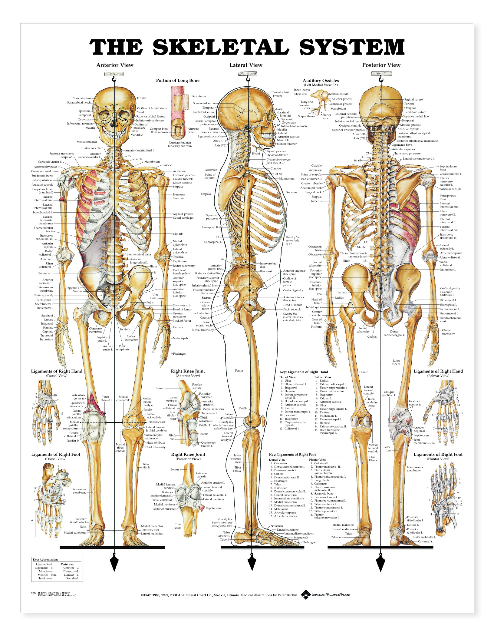 Skeletal System Charts 1940