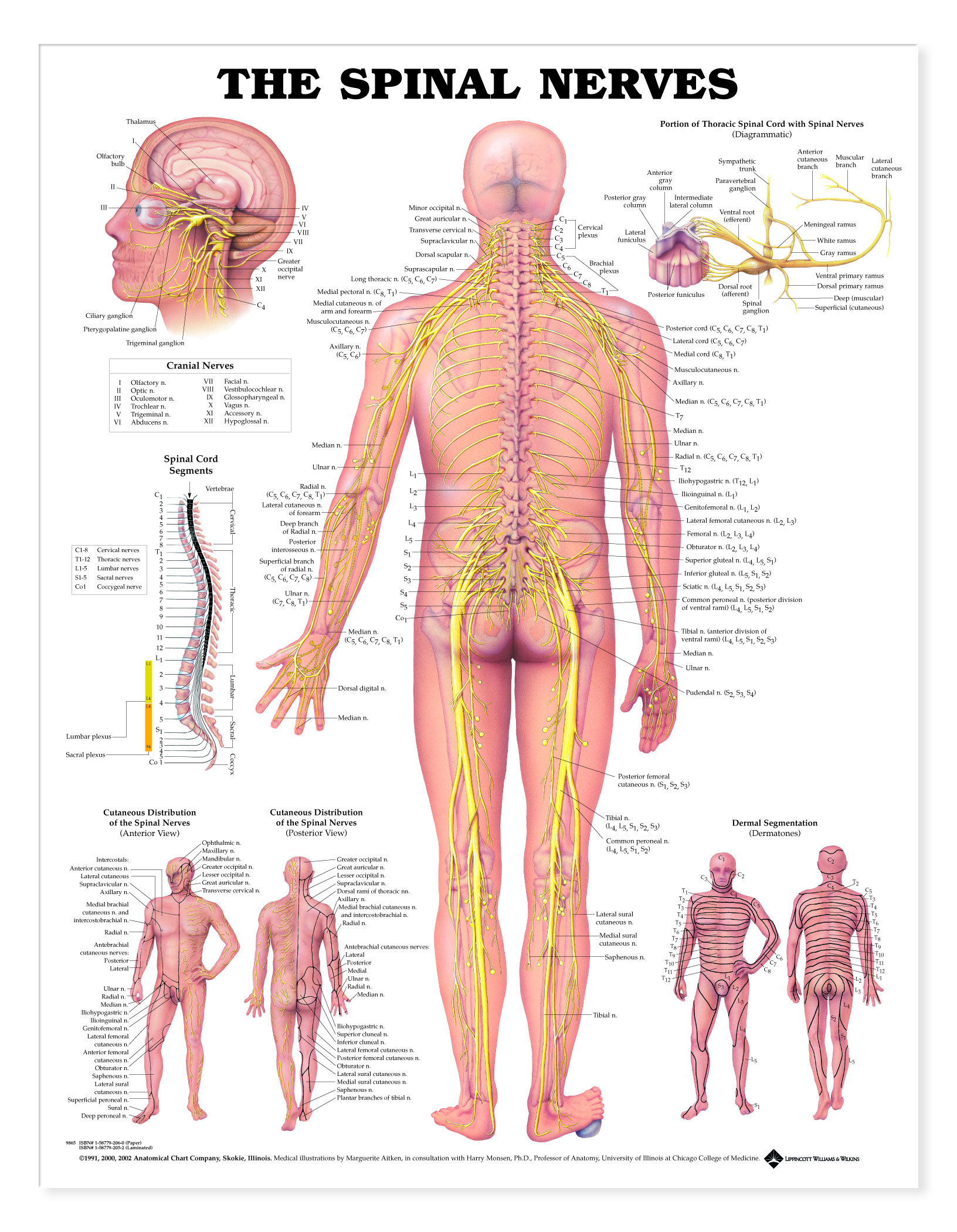 Spinal Nerves Charts 1952 Spinal Nerves Charts 1952