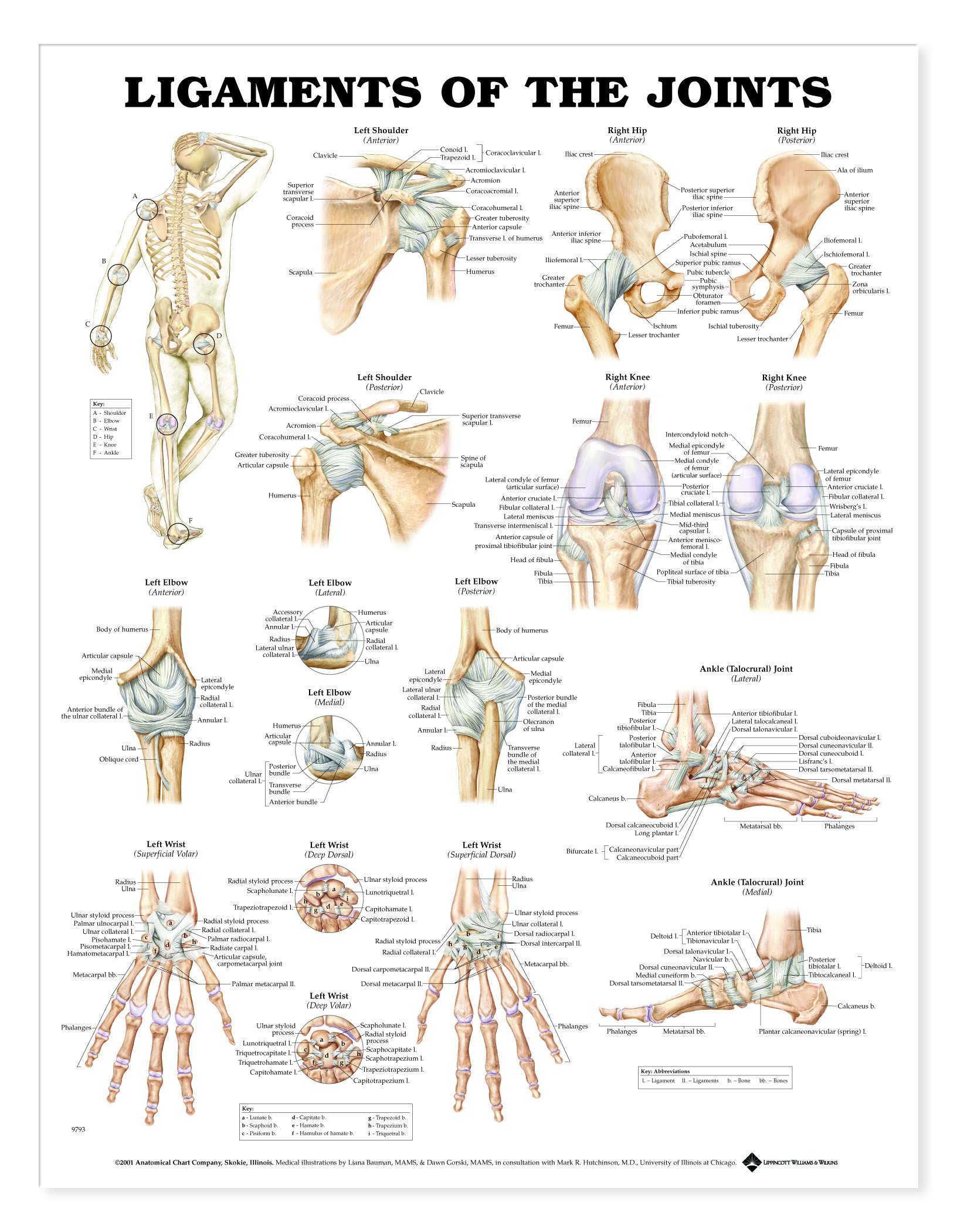 Ligaments Of The Joints Charts 2432 Ligaments Of The Joints Charts 2432