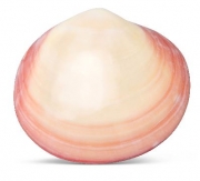 Shells & Kits | Massage Supplies