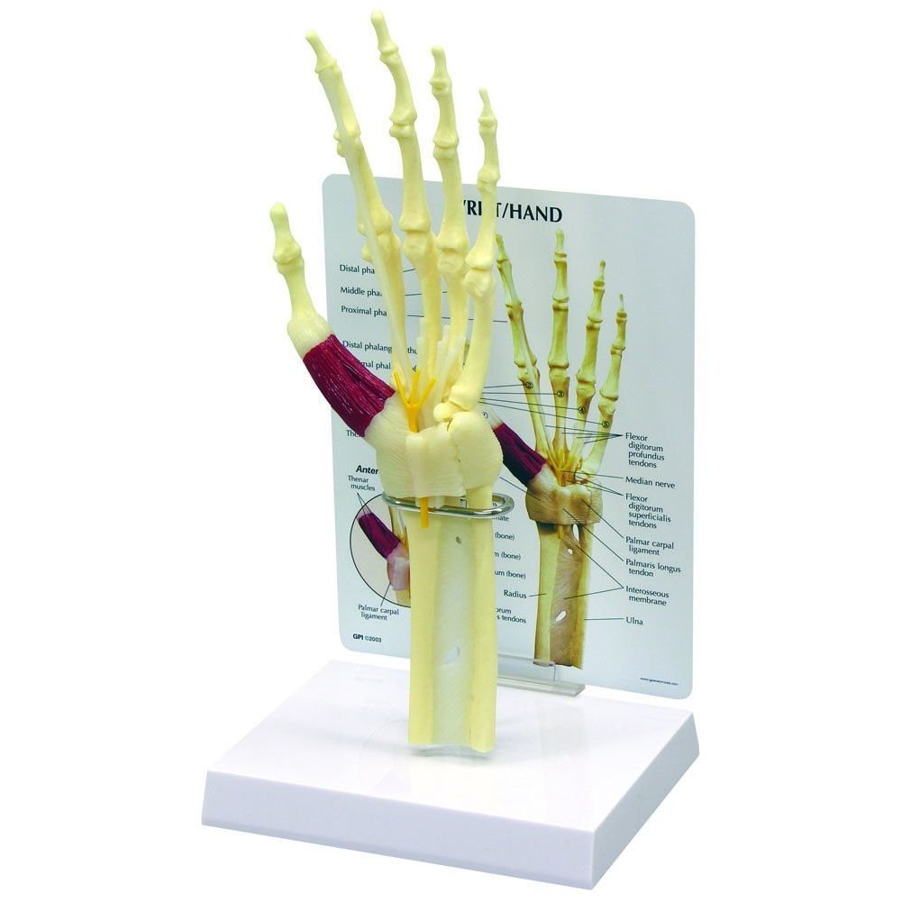 Plastic Wrist and Hand Model - Models and Skeletons | G192