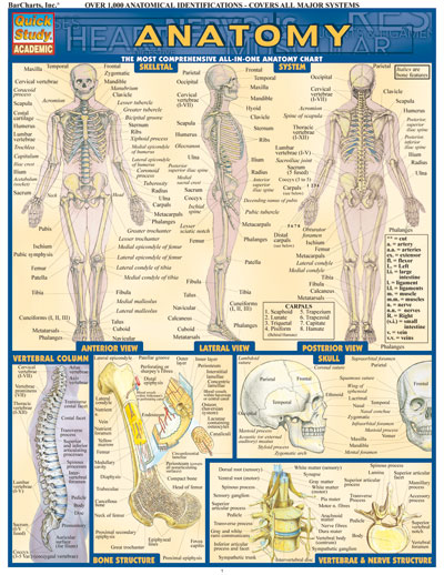 Anatomy Charts 224919 Quick Study Anatomy Charts 224919 Quick Study
