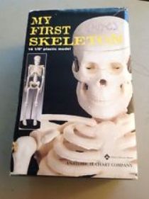 My First Skeleton - Tiny Tim - Models and Skeletons | CMS1