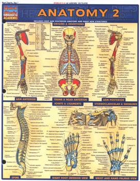 Anatomy 2 - Charts | 228566 Quick Study